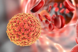 Consenso Salud | » Zika: la malnutrición materna agrava los efectos de ...